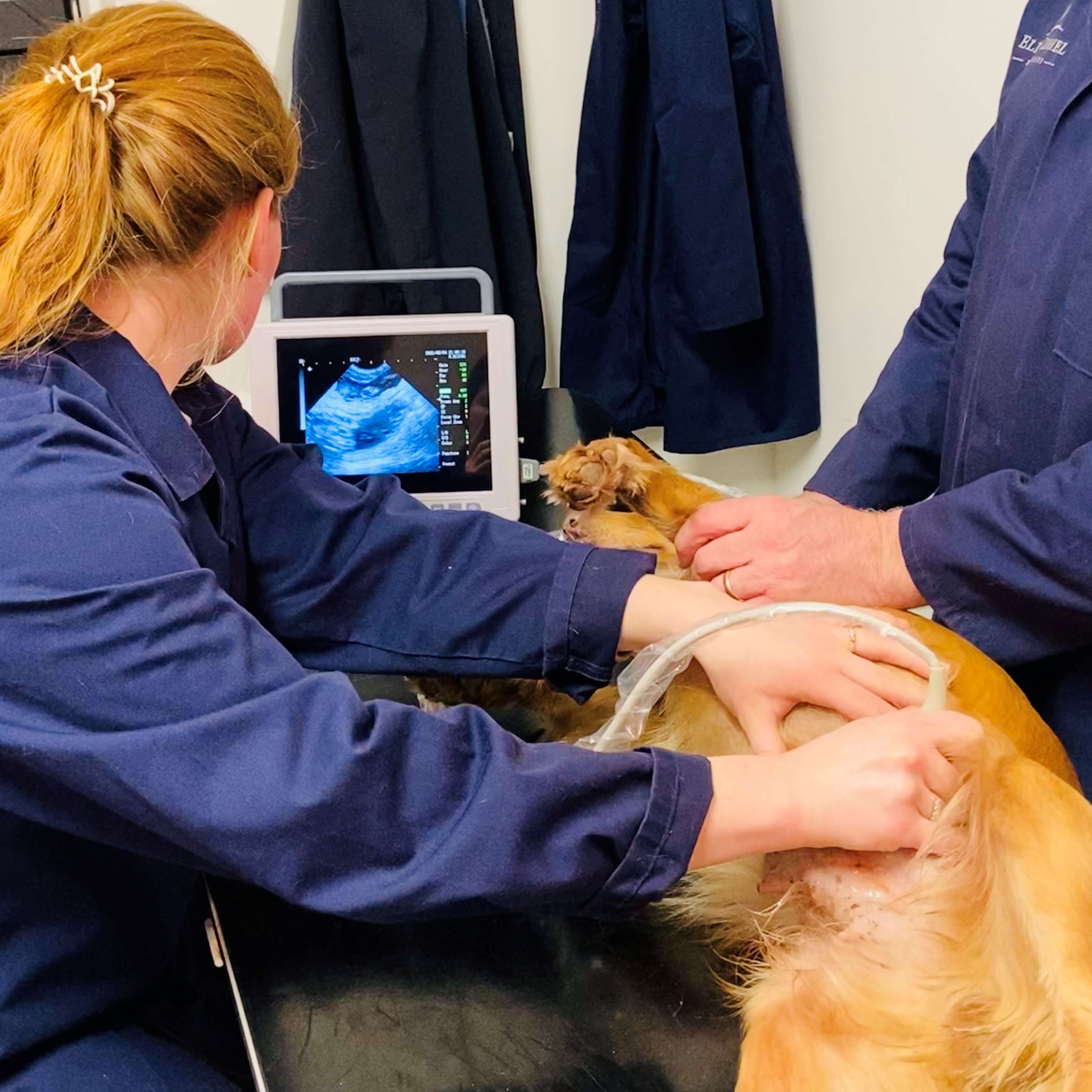 How Accurate Are Dog Pregnancy Scans