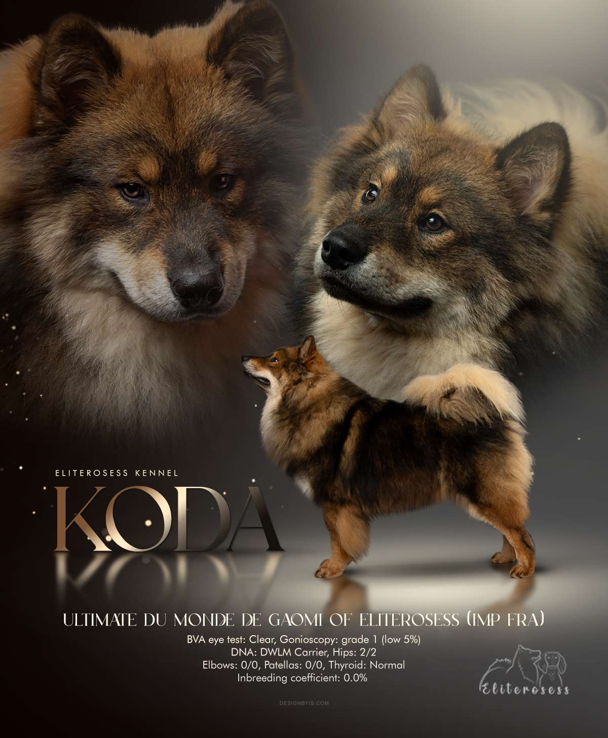 Koda - Ultimate du Monde de Gaomi of Eliterosess